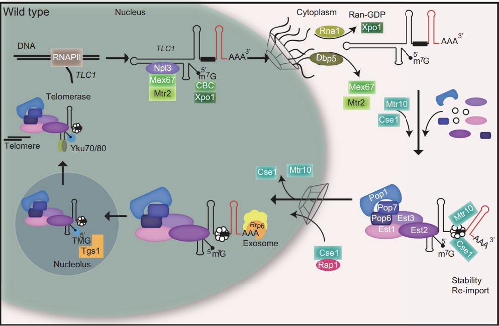 Research – Krebber Lab