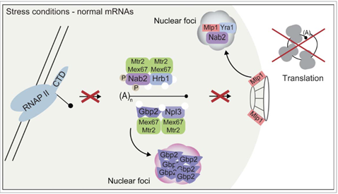 Research – Krebber Lab