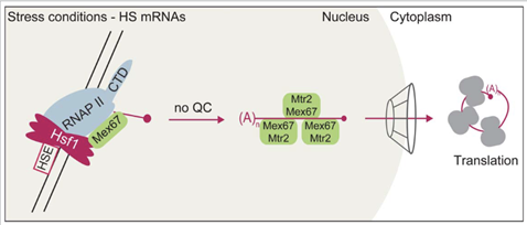 Research – Krebber Lab