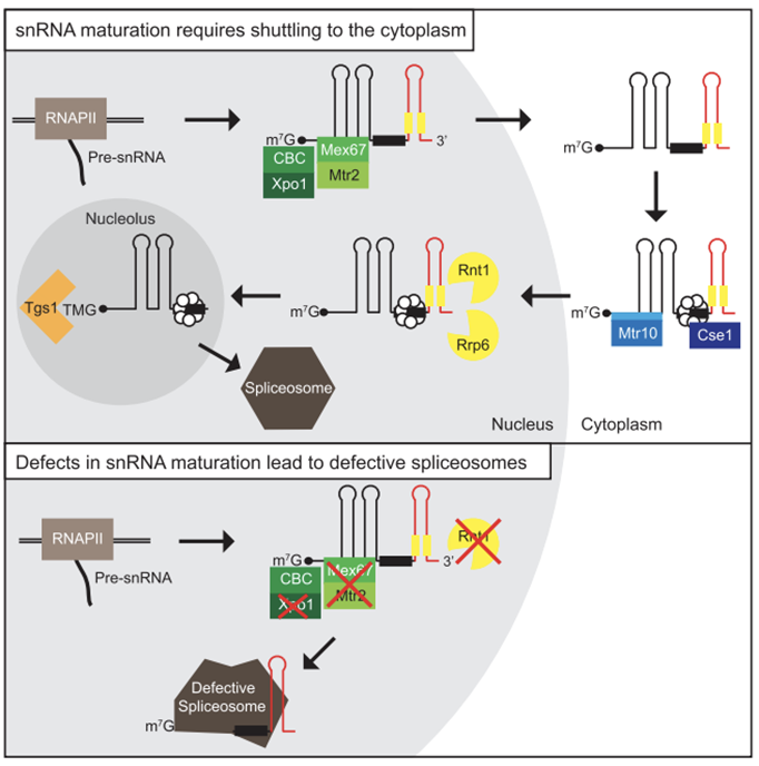 Research – Krebber Lab